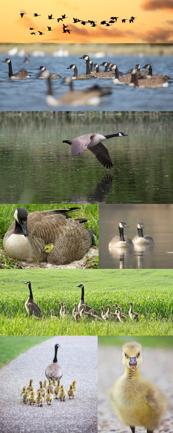 “Honka Honk” - Kowalski Heat Treating